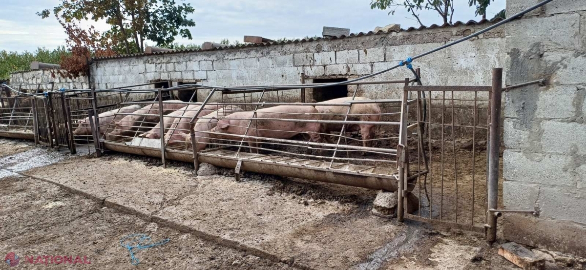 FOTO // Mai multe abatoare și ferme din R. Moldova vor rămâne fără ...
