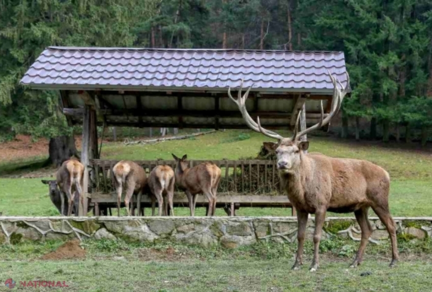 Cerbi STOPAȚI la vamă. ANSA nu a admis pe teritoriul R. Moldova mai ...