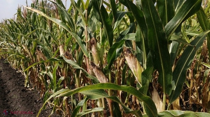 Cultivarea sorgului în locul porumbului sau a năutului în locul soiei ...