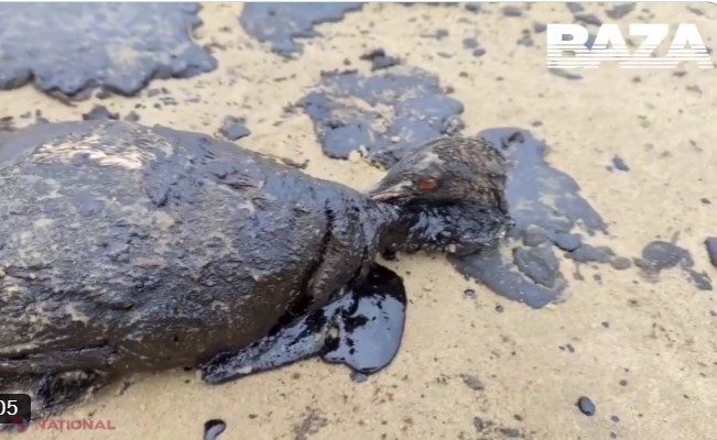 Dezastru ecologic pe litoralul rusesc: mareea neagră continuă să ...