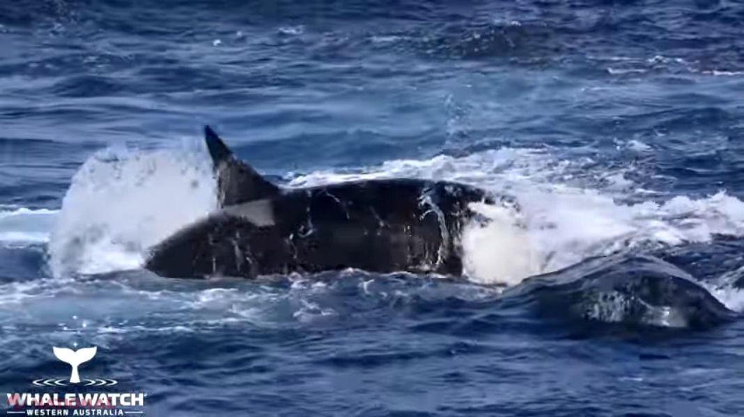 LUPTA epică dintre o balenă cu cocoașă și 15 ORCI, surprinsă în ...