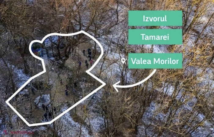 Bărbatul care a tăiat ilegal 11 salcâmi din Parcul „Valea Morilor” și-a ...