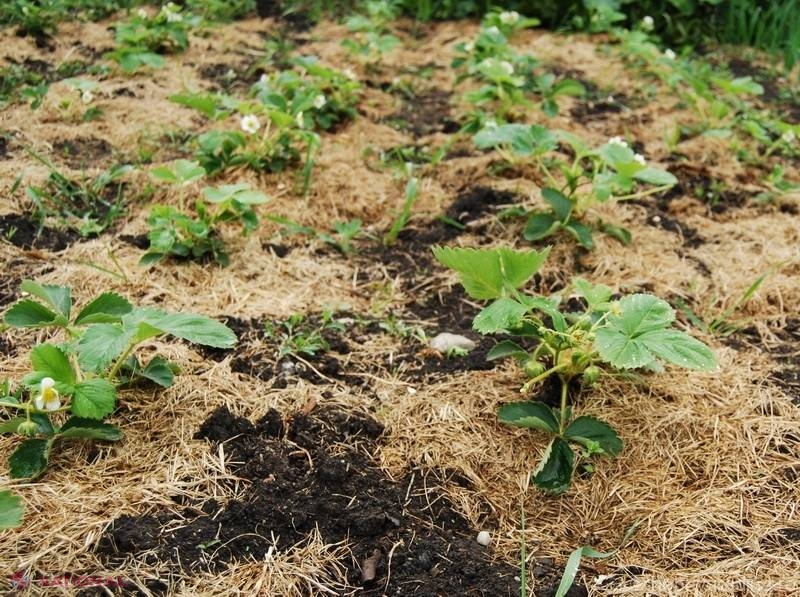 Metode noi şi interesante de plantare a căpşunilor