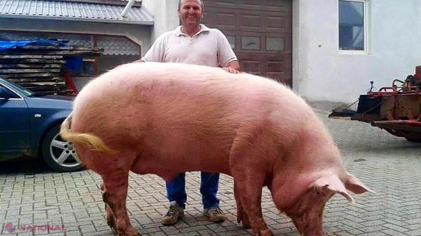 FOTO // Un român de la Suceava a crescut un PORC de peste 500 de kile ...