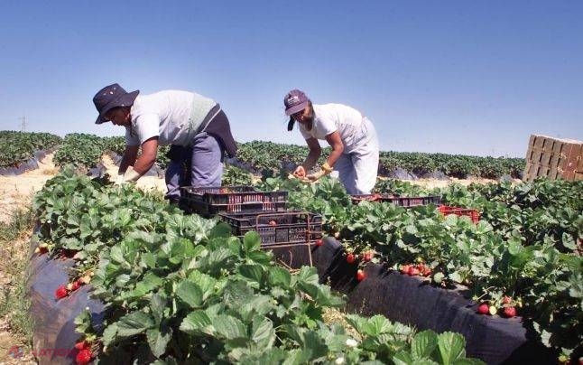 Ai pașaport românesc? Peste 1 000 de români sunt aşteptaţi să muncească ...