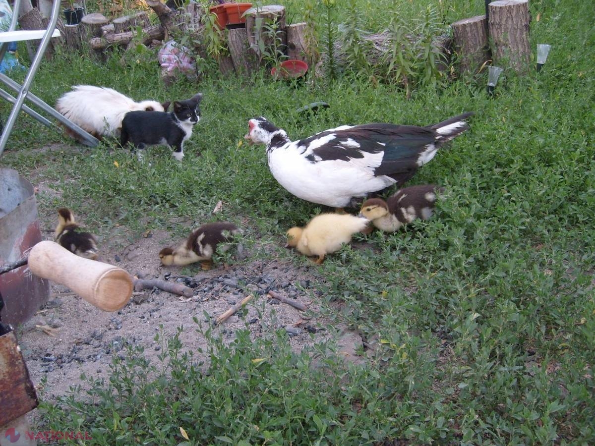 Avantajele creșterii rațelor mute