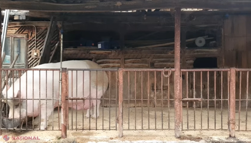 VIDEO, FOTO // Suma impresionantă cu care se vinde cel mai mare PORC ...