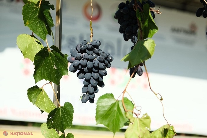 Exporturile de struguri din R. Moldova, de aproape două ori și jumătate ...