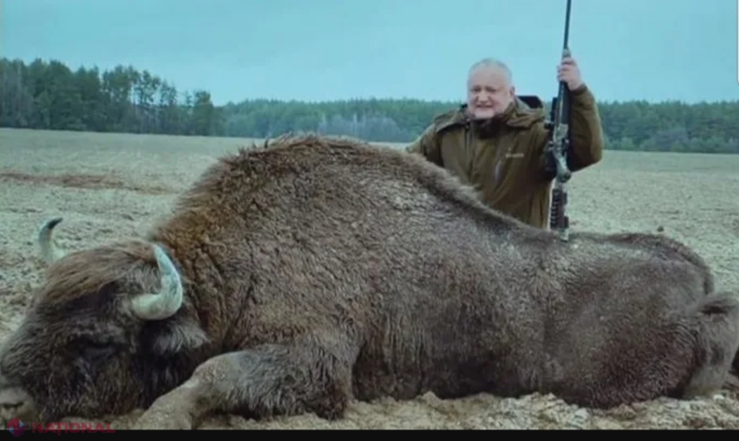 VIDEO // Socialistul Dodon ar fi OMORÂT un ZIMBRU, animal pe cale de ...