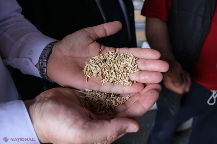 Agricultorii așteaptă o recoltă mai mare la grâu, orz și rapiță în ...