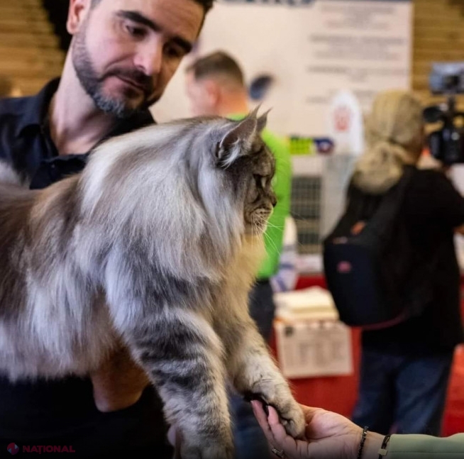 FOTO // Cel mai frumos motan din lume este din România