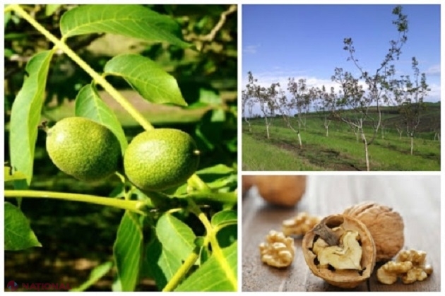 Cereale, nuci sau vin: Câte întreprinderi din R. Moldova practică ...