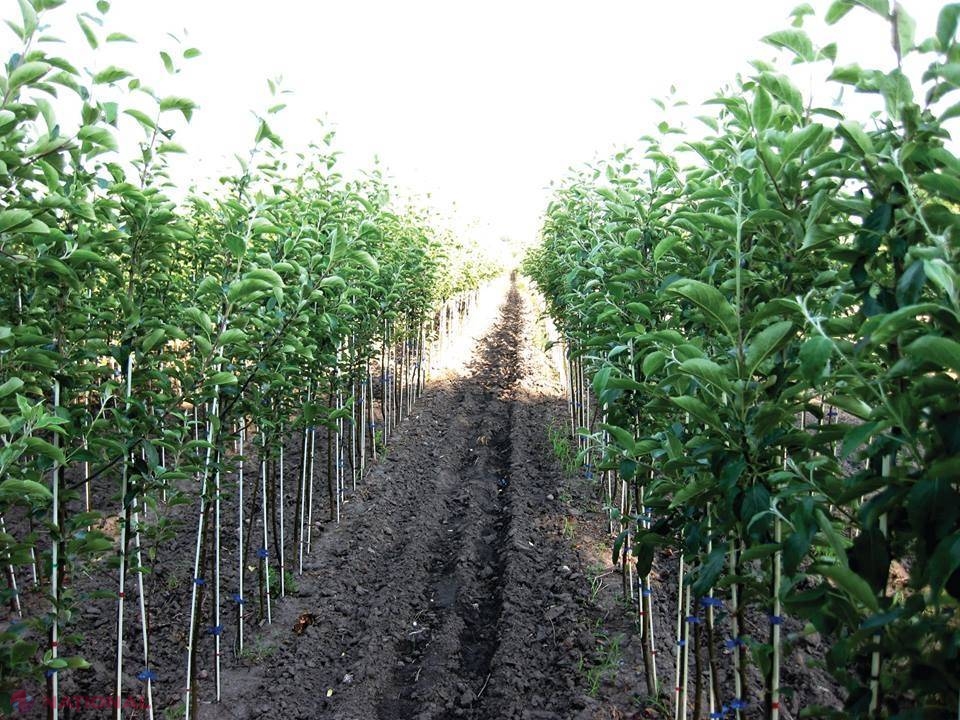 VIDEO RECORD la sădit copaci FĂRĂ HÂRLEȚ! Ce a INVENTAT un moldovean