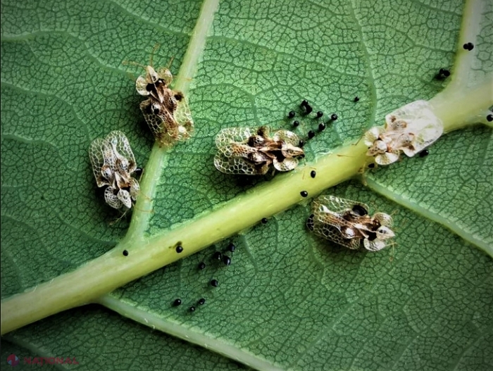 Tigrul platanului și ploșnița stejarului, două insecte NOI care au ...