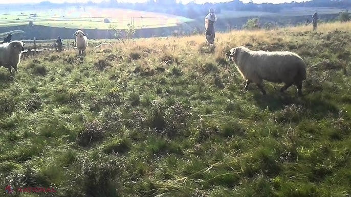 Un pensionar a fost ucis de un BERBEC în stânga Nistrului. Animalul ...