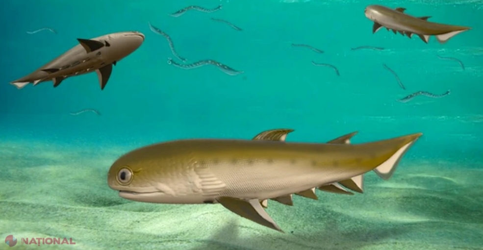 Ne tragem din RECHINI? Studiul care schimbă tot ce știam despre evoluție!